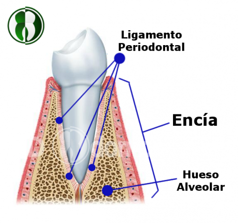 Conoce todo sobre tus Encías - La información más completa sobre su cuidado